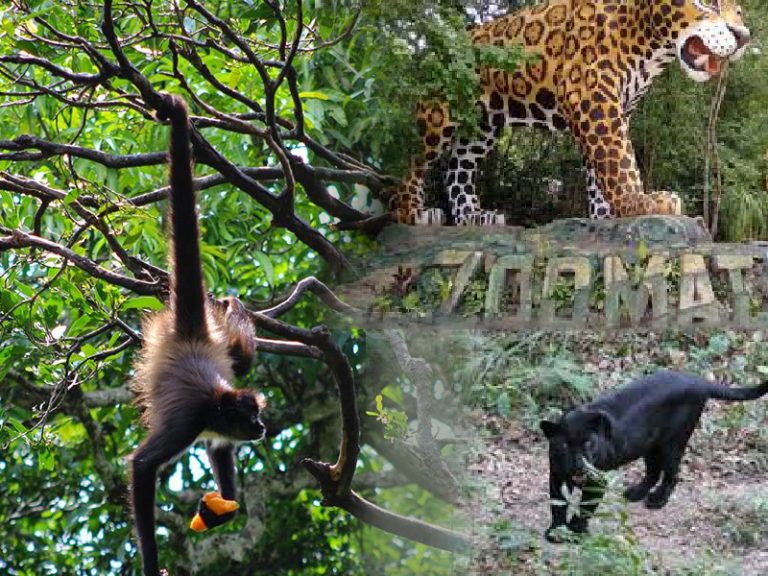 Viajes a Chiapas desde CDMX: conoce el ZOOMAT